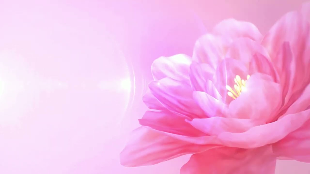 Blooming Pink Flower Free Background Videos, Motion Graphics, No Copyright | All Background Videos
