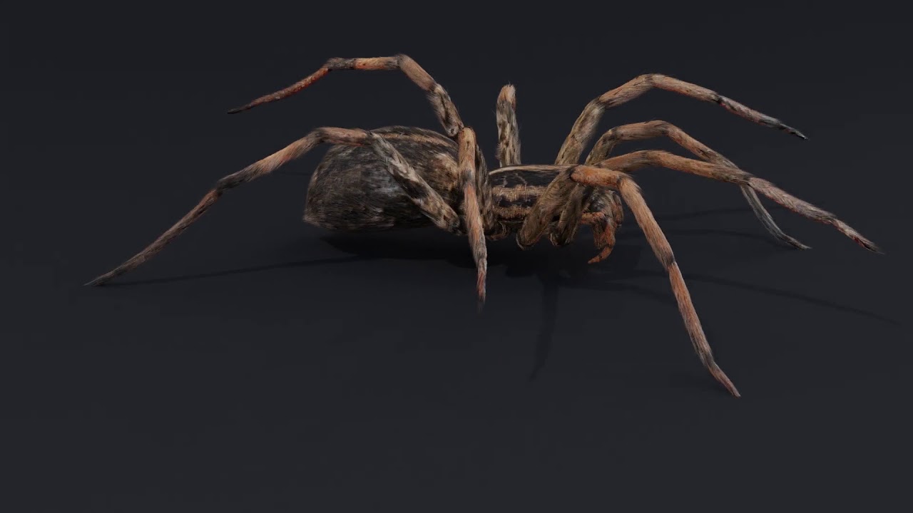 Wolf Spider--Rig Animation