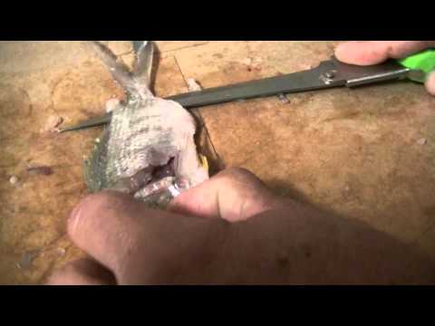 How fillet and fry Yellowfin Mojarra