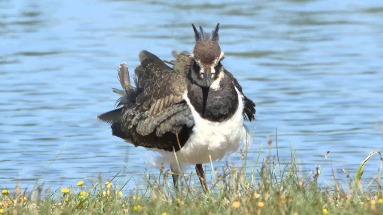 Lapwing  - Vanellus vanellus - in 4K