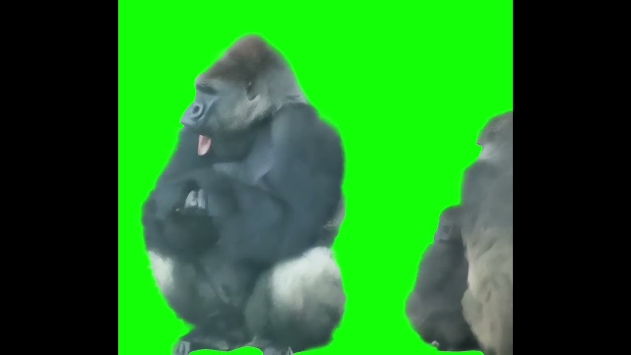 Baby Gorilla calms down Adult Gorilla meme (Green Screen)