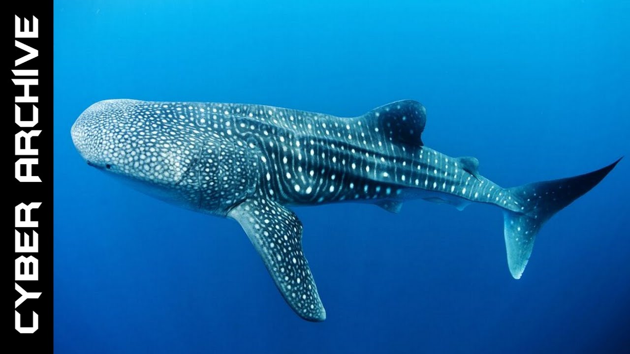 15 Biggest Animals in the World