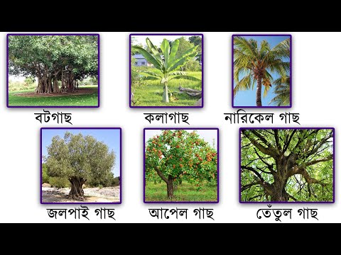 English to Bangla Vocabulary | Tree Name, Meaning & Picture | Plants Vocabulary | English Vocabulary