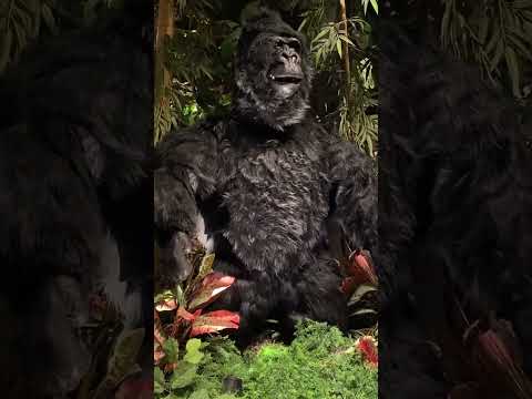 Menlo Park Mall Edison NJ November Part 3 Rainforest Cafe 11/16/2024 #foxpix #morriscountynj