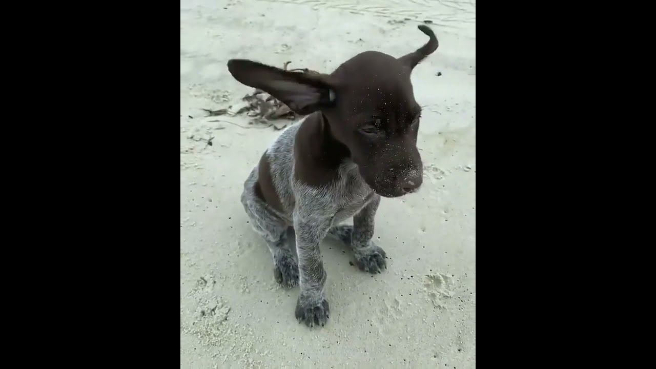 Wavy ears of adorable puppy . r/aww #shorts