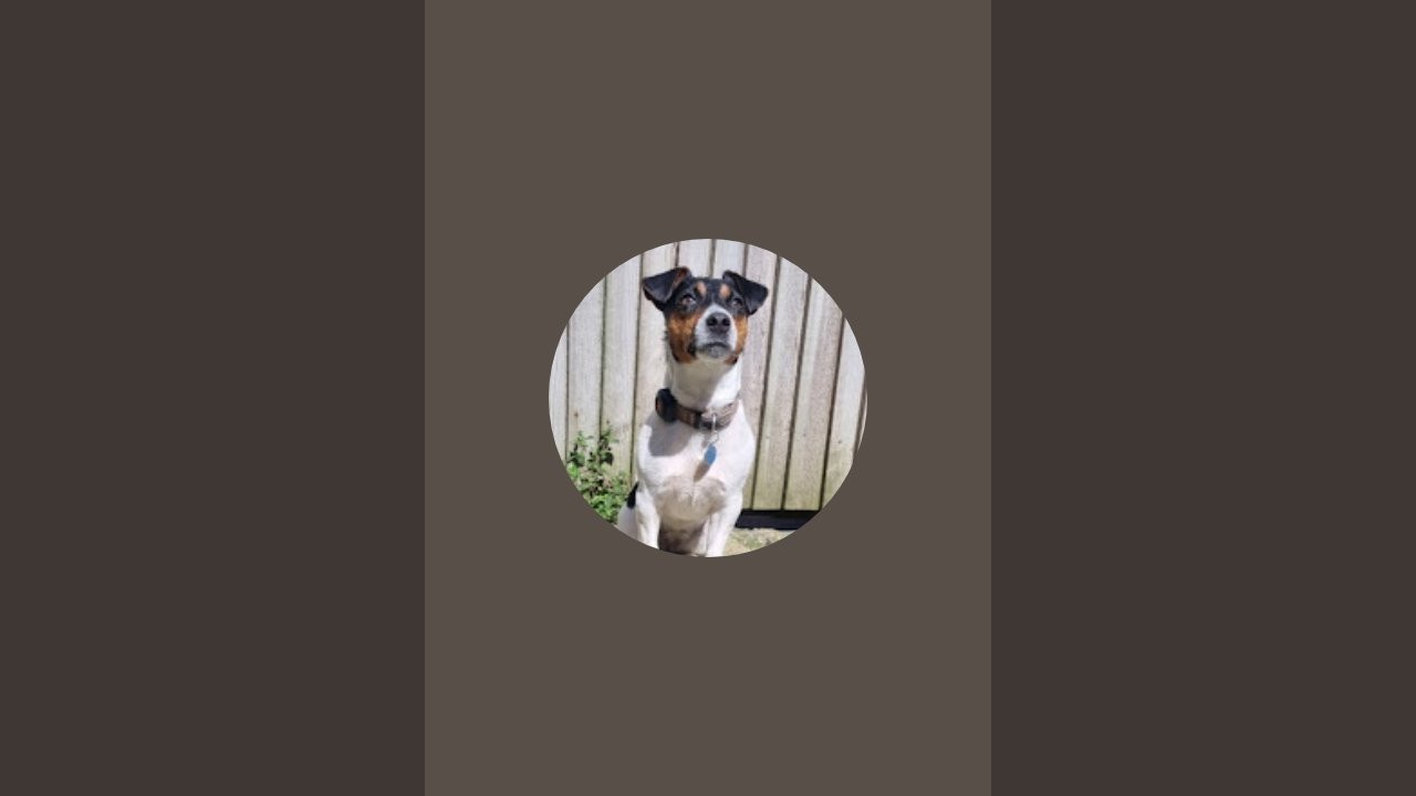 happy Monday #dog #puppy #shorts #pets #petlover #jackrussell #jrt #live #vertical #livestream