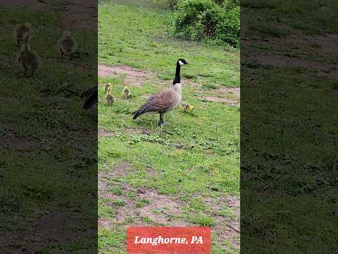 geese in Langhorne pa
