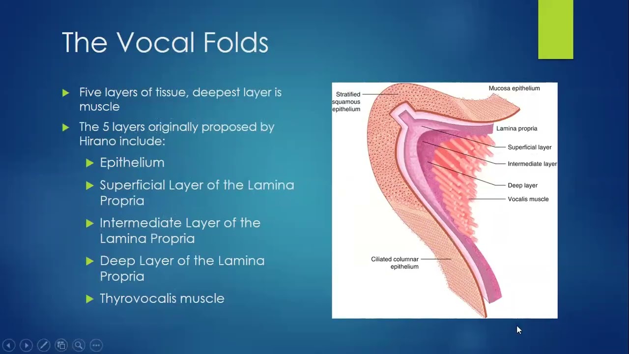 Voice Disorders Praxis Review