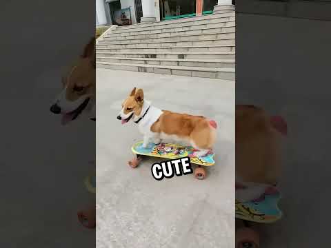 “This Dog Skates Better Than You!” #shortsfeed