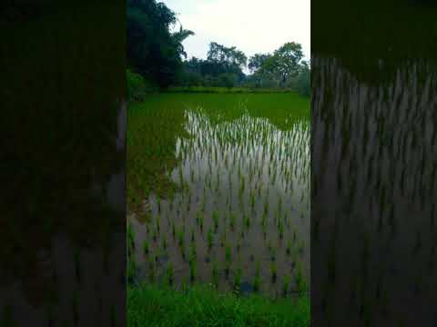 palakkad videos Palakkad views Palakkad shorts shooting locations in Palakkad vlog
