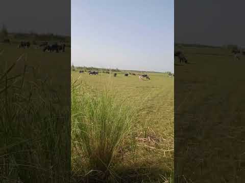 Natural Pastures in Villages | ICC