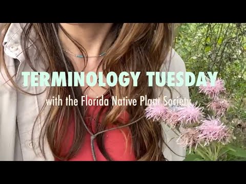 🌿 TERMINOLOGY TUESDAY 🌿  Gymnosperms & Angiosperms