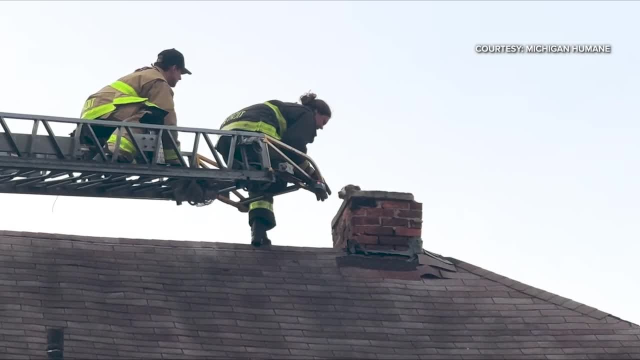 VIDEO: Michigan Humane, DFD rescue puppy from chimney of abandoned home