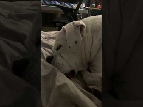 Dog Makes Hilarious Snoring Sound While Sleeping