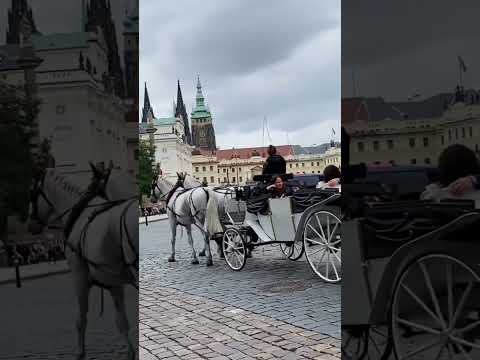 TRADITIONAL HORSE TRANSPORT ALONG THE CITY OF VIENNA AUSTRIA