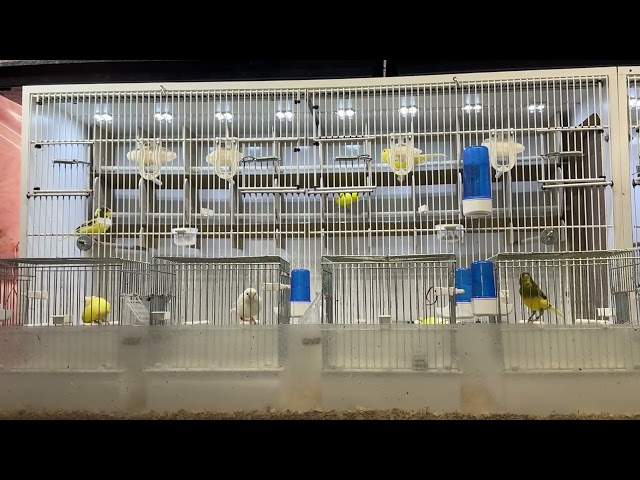 German Harz Roller Canaries — Champion Bloodlines | Birds for Rehoming ...
