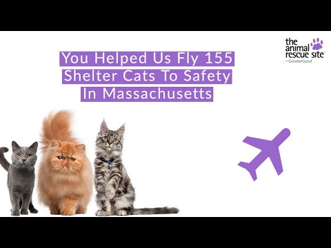 We Did It! You Just Helped Us Fly 155 Shelter Cats To Safety In Massachusetts
