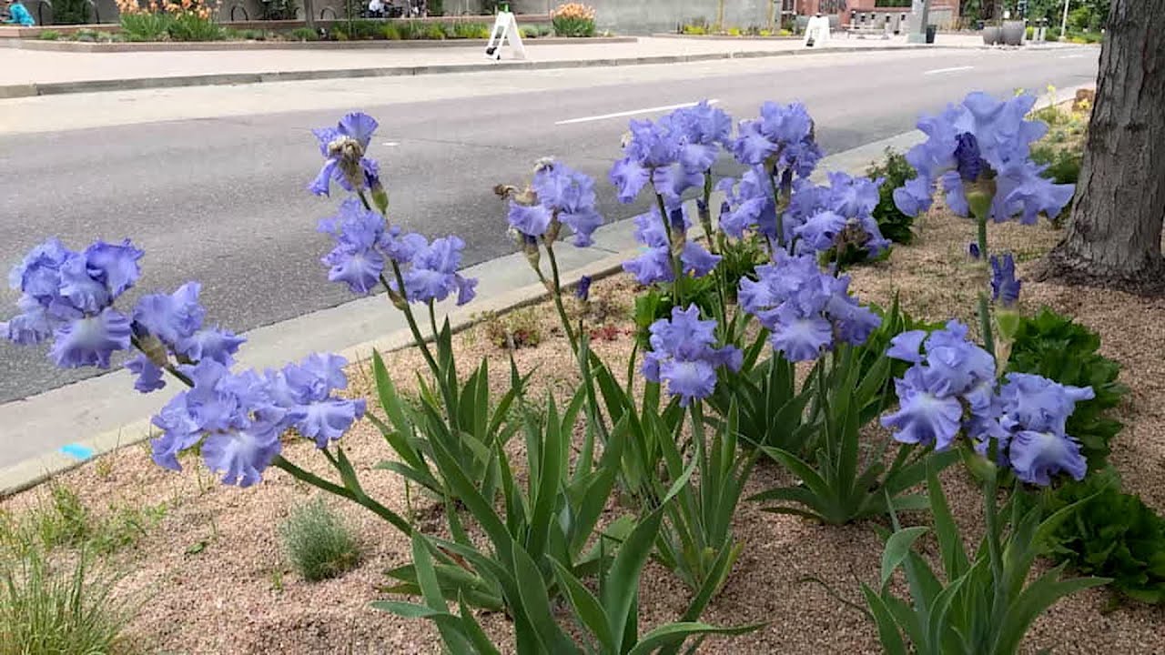Denver Botanic Gardens landscape change