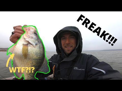 The FATTEST Crappie I've EVER Caught!! (2 Man Limit)