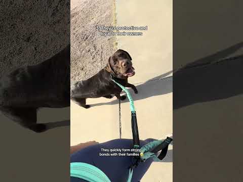 Labradors are the best!!! #puppy #retreiver #dog # #labradorretriever #labrador #dogbreed