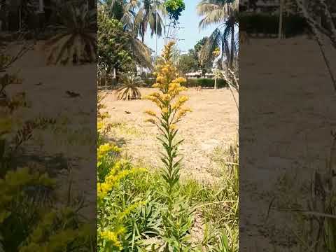 #Canadagoldenrod#solidago canadensis