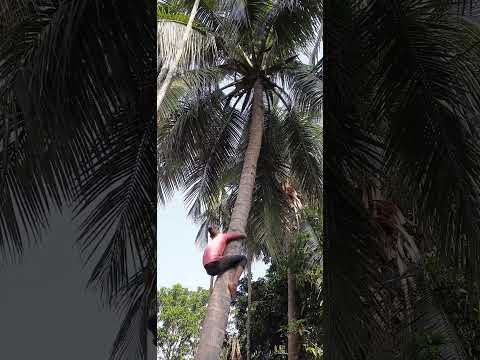 ARTI MIMPI MEMANJAT POHON KELAPA #artimimpi #kelapa