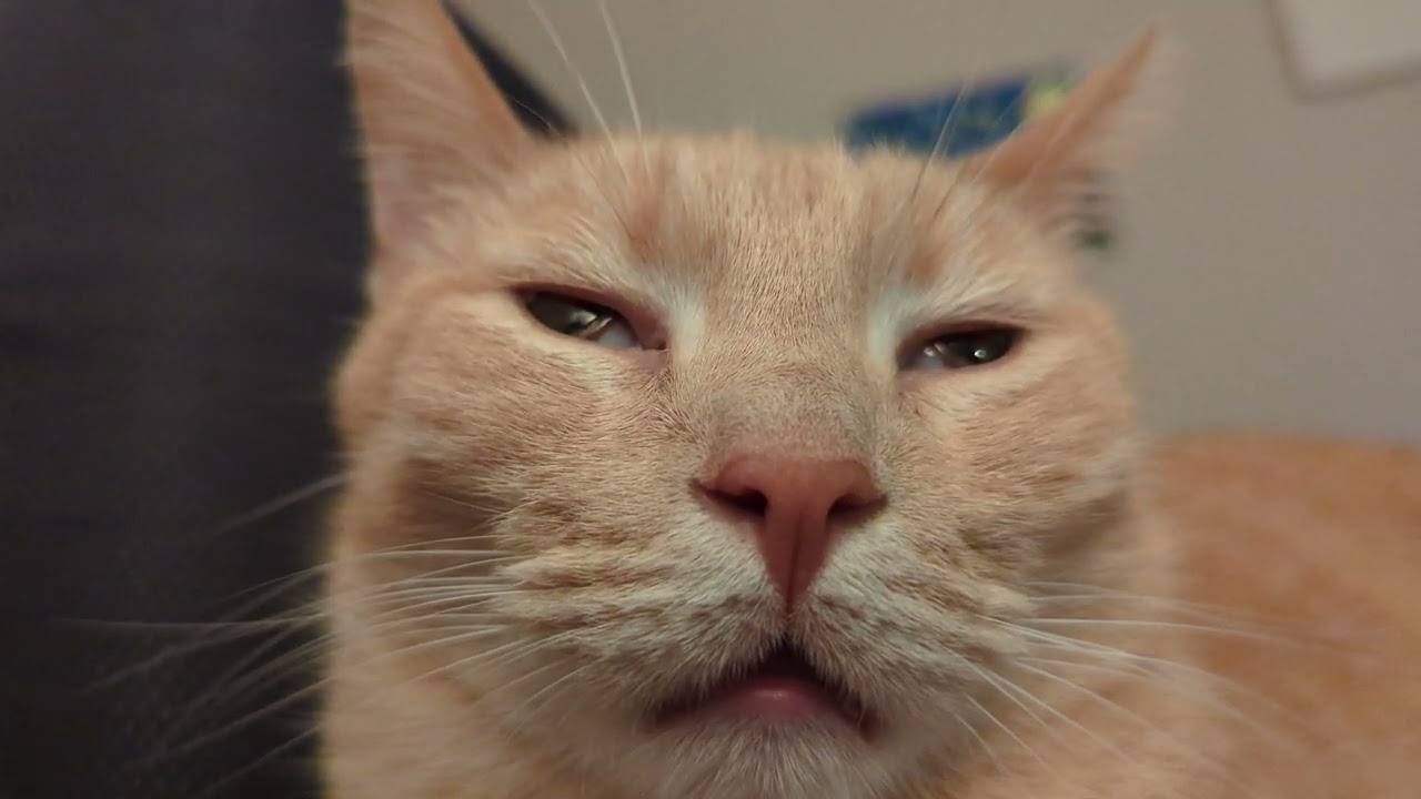 Orange cat braincell firmware update sequence