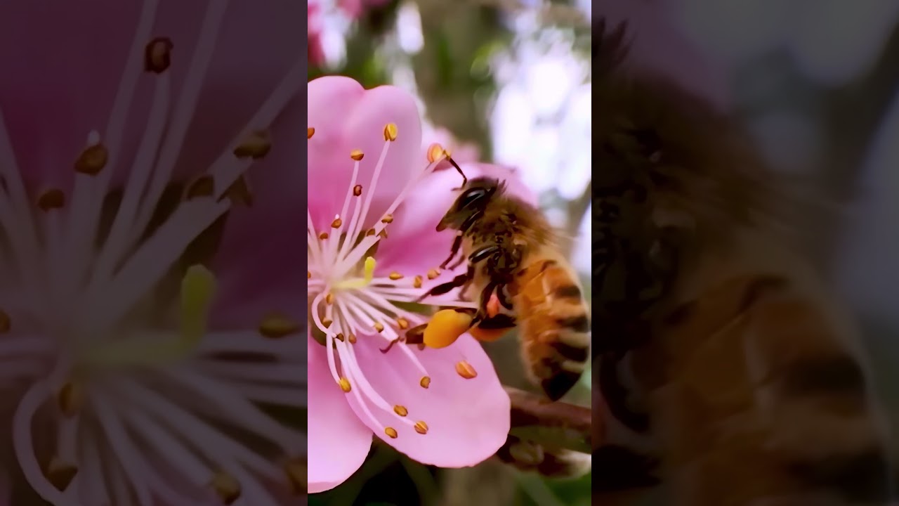 Традиційна українська пасіка: Дивовижне життя бджіл. #shorts  #timeprotv
