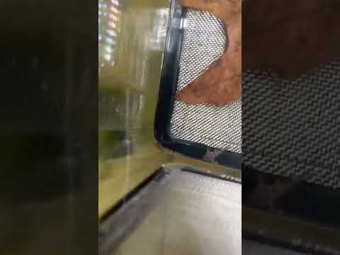 Surprise L397 fry! (and some questions) - Fish Breeding - C.A.R.E.