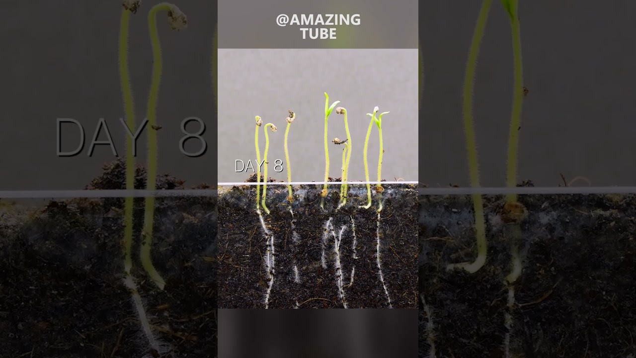 Growing tomato plants #timelapse #amazingtube