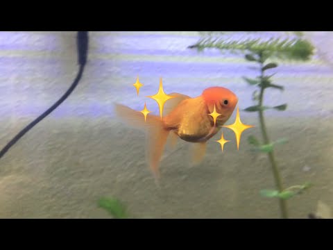 Fancy goldfish making cute noises with bubbles 🥰
