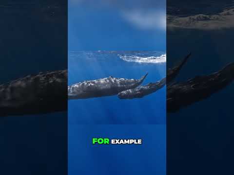 The Majestic Whales of the Sea Discovering their Unique Characteristics
