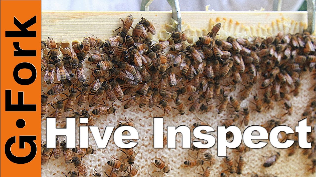 BeeHive Inspection - Beekeeping 101 - GardenFork