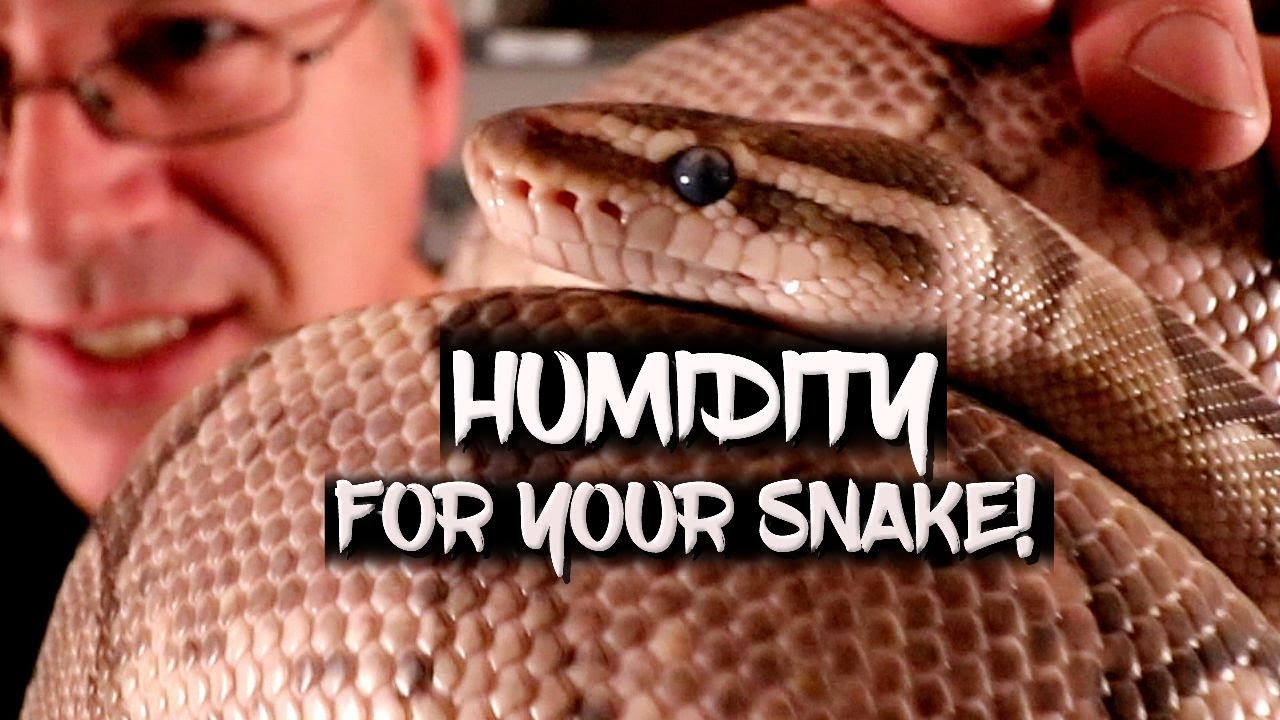 Managing humidity in your snake enclosure