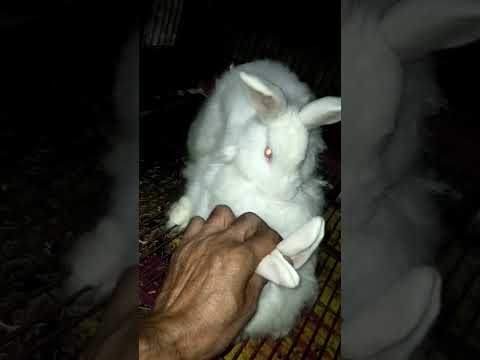 male rabbit did mating with help | mating done finally | how to handle female rabbit for intercourse