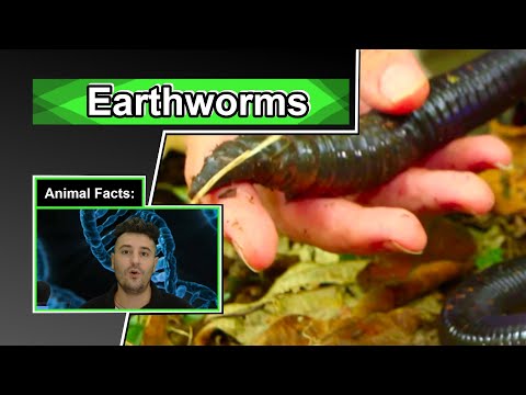 Would you eat one? | 10 COOL EARTHWORM FACTS