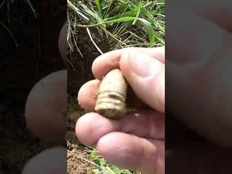 Found 155 Years After The Civil War Battle #shorts