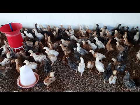Layer Chicks - Wholesale Price & Mandi Rate for Poultry Layer Chick
