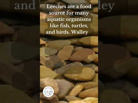 What is a Leech?
