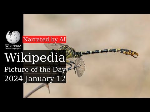 Wikipedia Picture of the Day: 2024-01-12 - Dragonfly (Narrated by Brian)