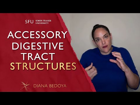 Accessory Structures of the Digestive Tract: The Liver, Gallbladder and Pancreas
