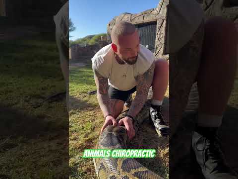 Animals Chiropractic 💚💚💚💚#animals #dogs #chiropractic #germany #asmr #dogshorts #foryou