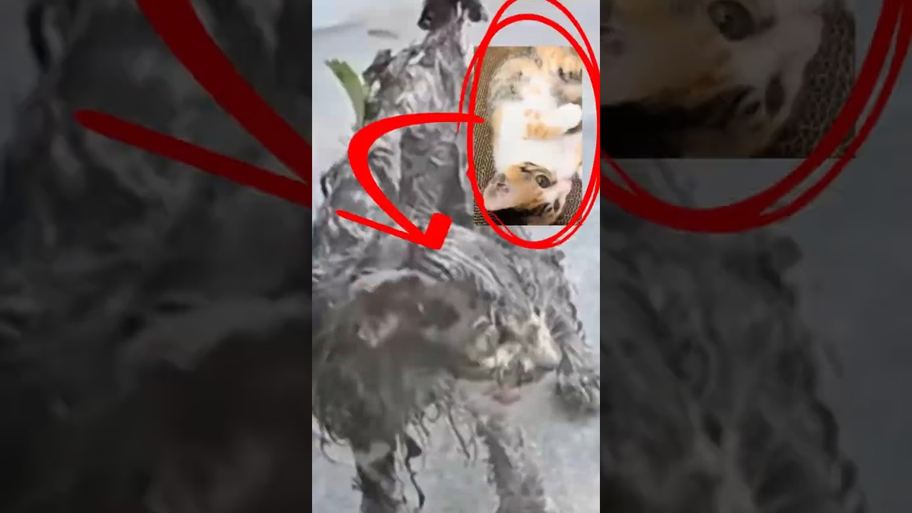 Poor Cat Saved and Transform #rescue #cat #love