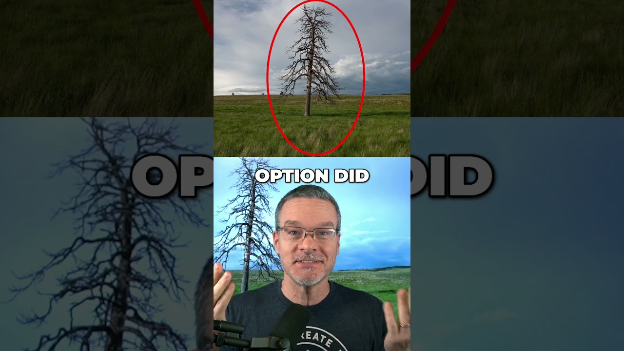 How would you photograph this tree? Get your FREE camera settings cheat sheets. Visit timsphotos.com