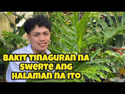 SAHOD YAMAN | PHILODENDRON SELLOUM LUCKY PLANT FOR MONEY | CARE TIPS