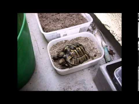 Tortoise Hibernation - Fridge method. Part Two