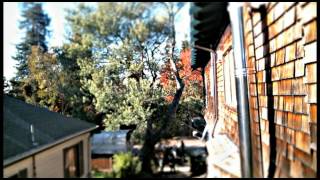 3 Best Tree Services in Berkeley, CA - Expert Recommendations