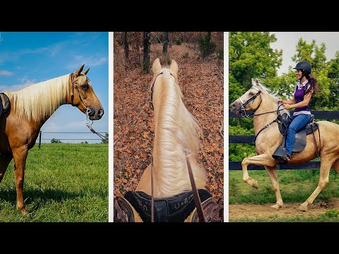 Smooth Gaited Horse Breeds From the United States | Part 1