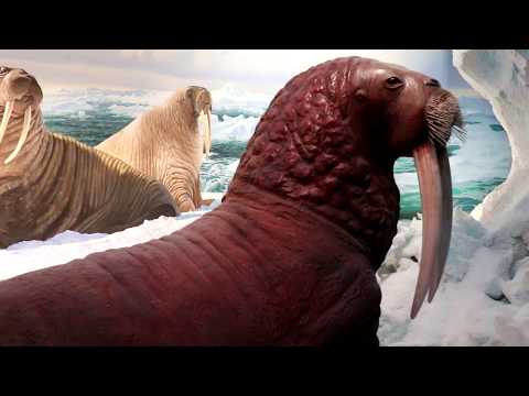Wonders Of Wildlife - Springfield, MO