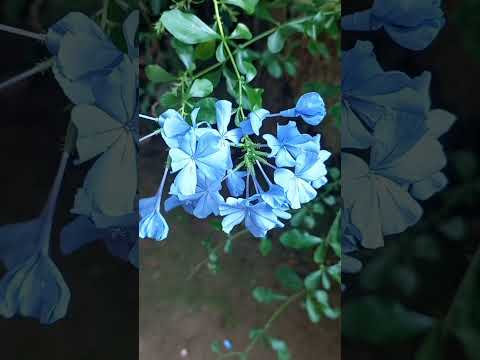 #nikinikusum #deweniinima #nethmiroshel #music #nature #tamiltamilremix #tamilsong #movie #nature
